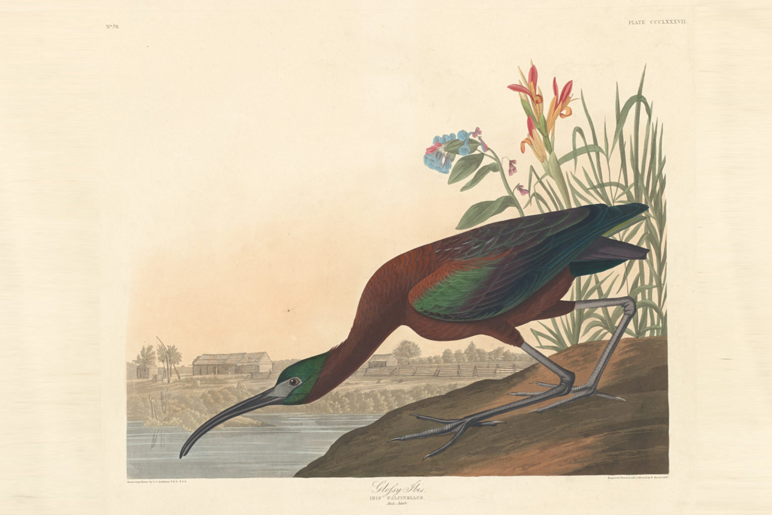 RGM Unveils the Model 25 “Birds of America (Glossy Ibis)” | SJX Watches